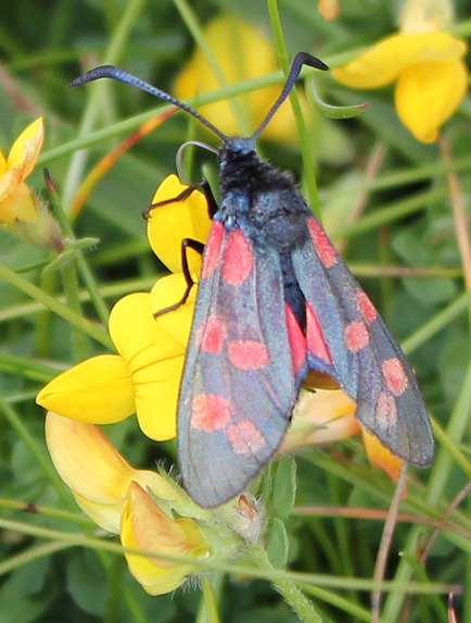 112 Porthallow to Coverack | Ruth's Coastal Walk (UK)