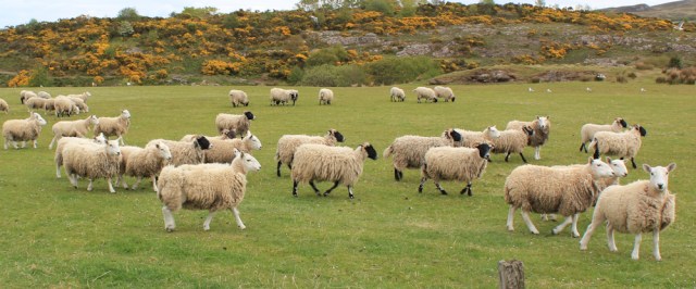 393 Achateny to Kilmory and Ockle | Ruth's Coastal Walk (UK)