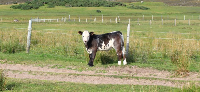 435 Craig’s Bothy to Red Point | Ruth's Coastal Walk (UK)
