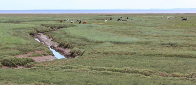 444 Gedney Drove End to Holbeach St Matthew | Ruth's Coastal Walk (UK)