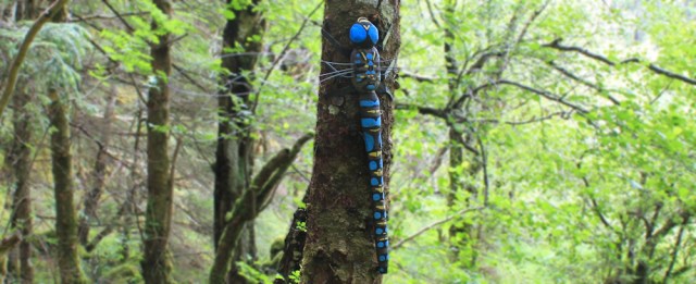 479b Culag Woods to Lochinver | Ruth's Coastal Walk (UK)
